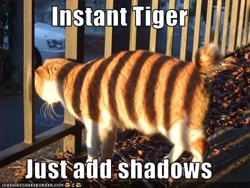 Funny Tiger Pictures With Quotes. QuotesGram