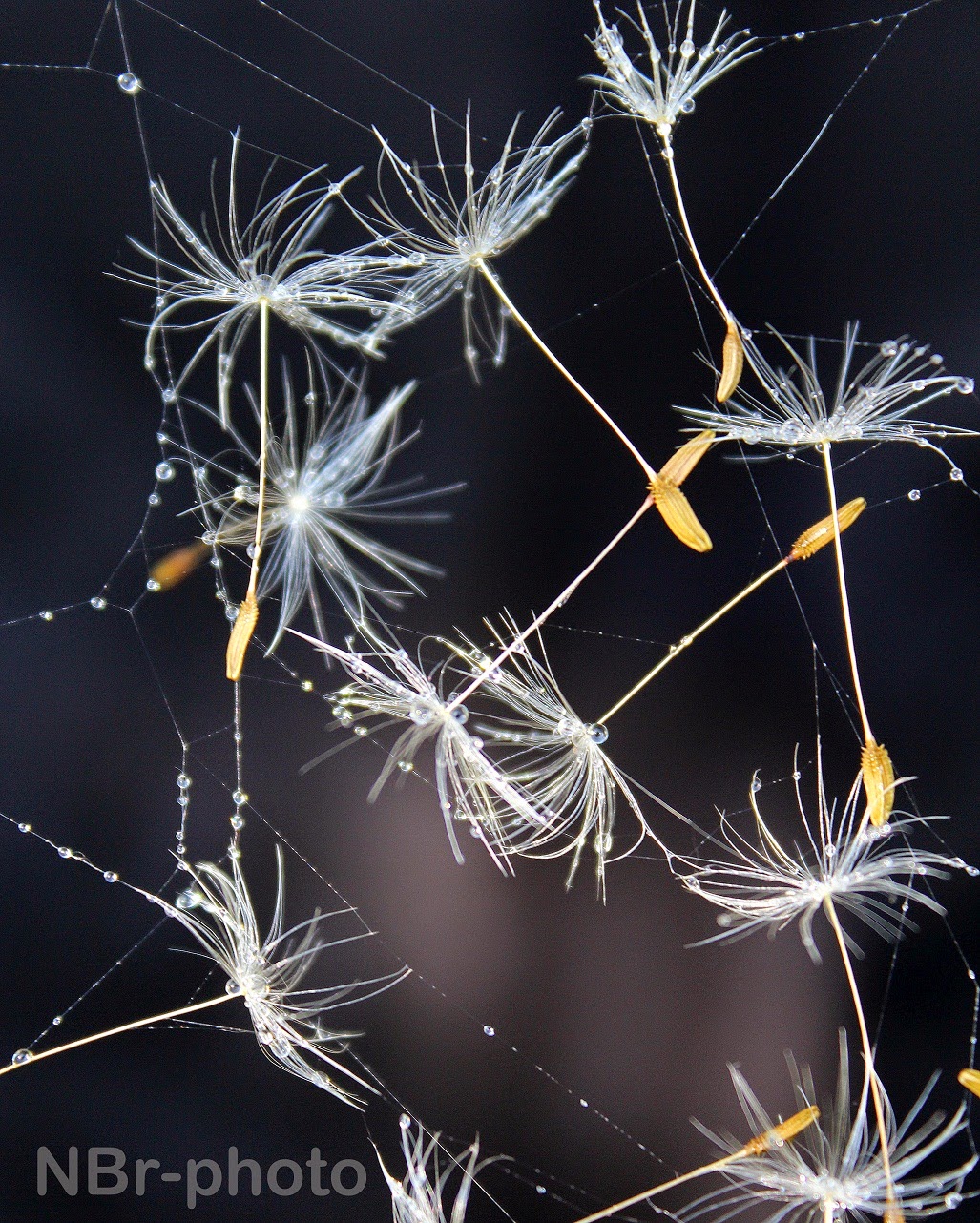 NBr-photo: Pienės pūkai