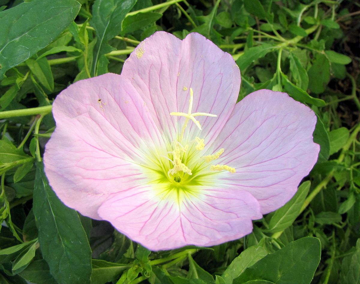 Seminte si plante de gradina hobby: Oenothera Speciosa Rosea