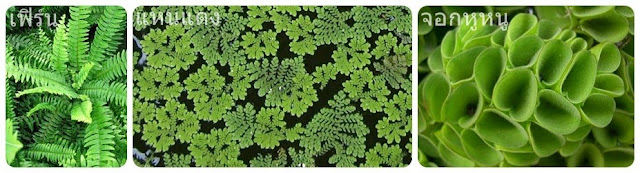 อาณาจักรพืช: ดิวิชันเทอโรไฟตา (Division Pterophyta)