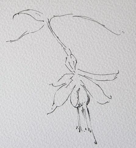 Ann Hyde : Fuchsia in the garden