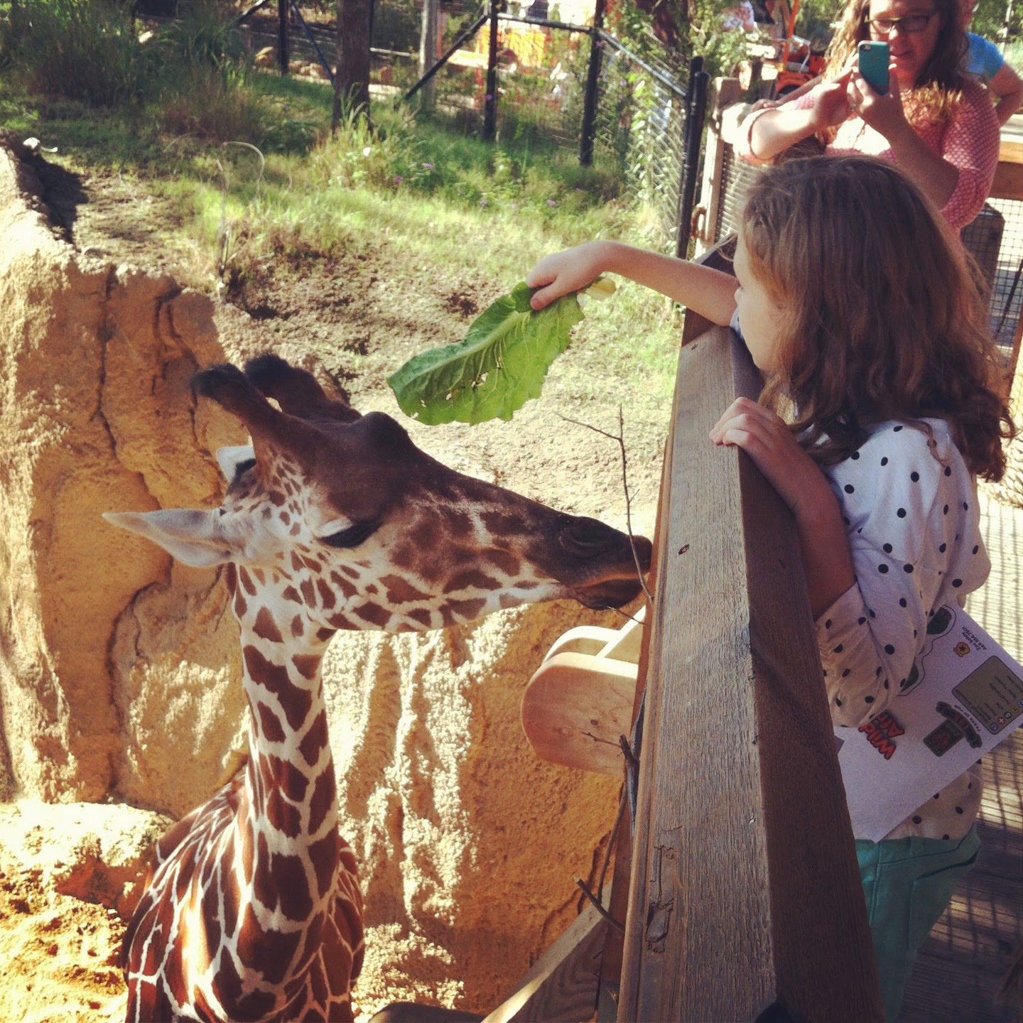 Dallas Zoo’s Giants of the Savanna Named #3 Zoo Habitat in the Nation ...