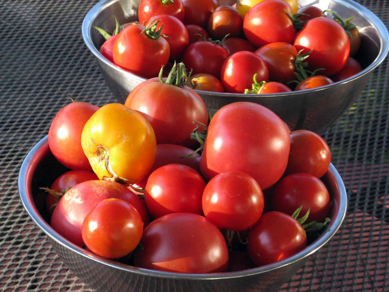 Front Range Food Gardener: Tomato taste information for seed ordering