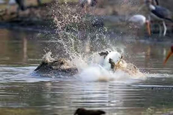 Cannibal crocodile devours younger rival after one-sided battle