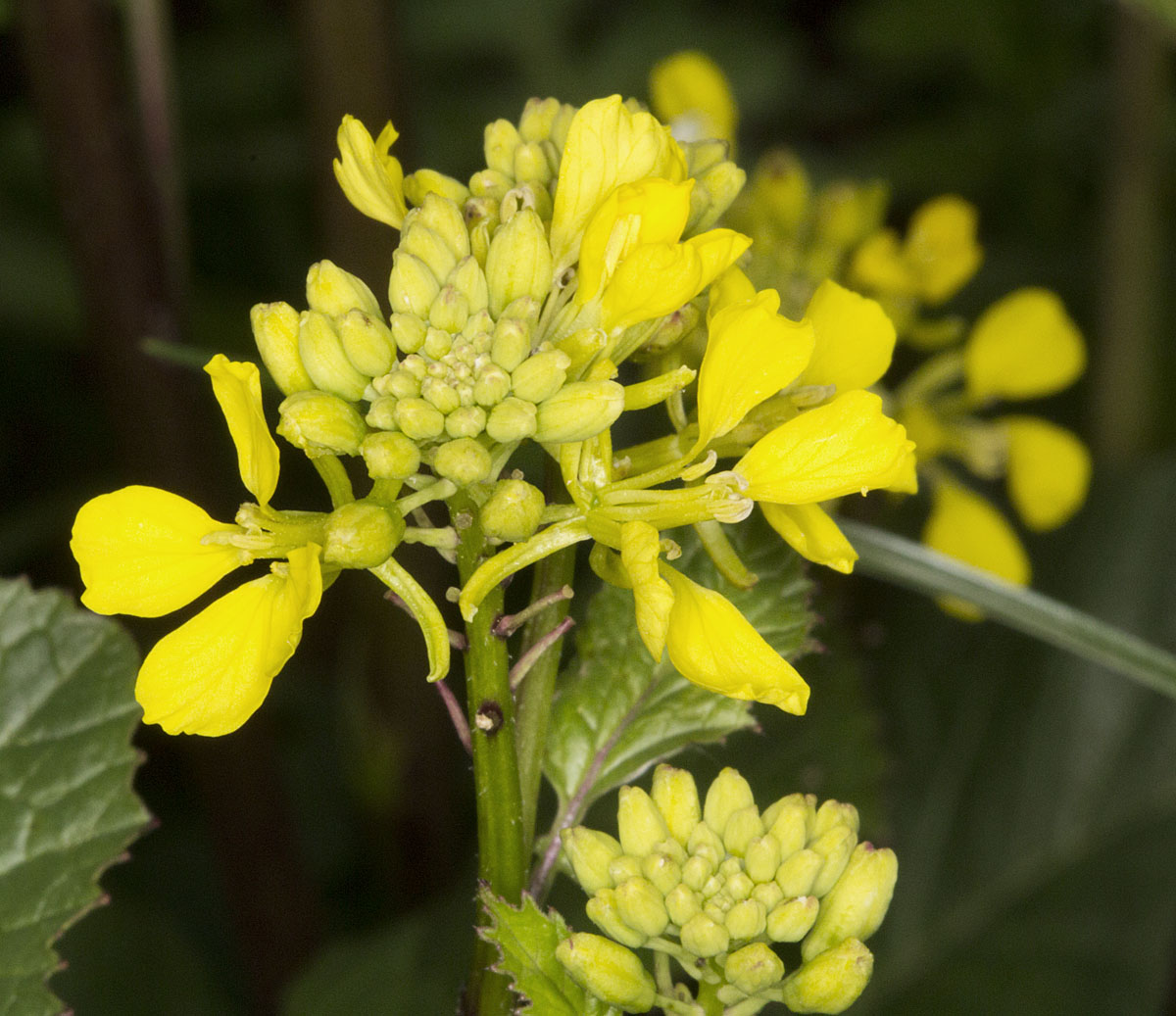 Nashenden Down, April, Part 1 | Naturally