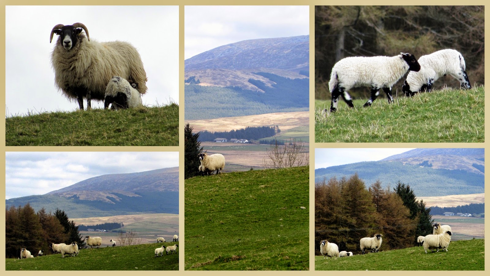 The Glebe Blog: Creetown to Kirkmabreck Quarry - Wigtown Walks and Talks