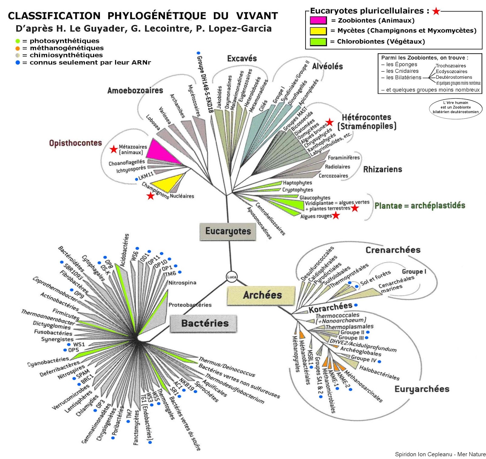 LUCA, pour Last Universal Common Ancestor