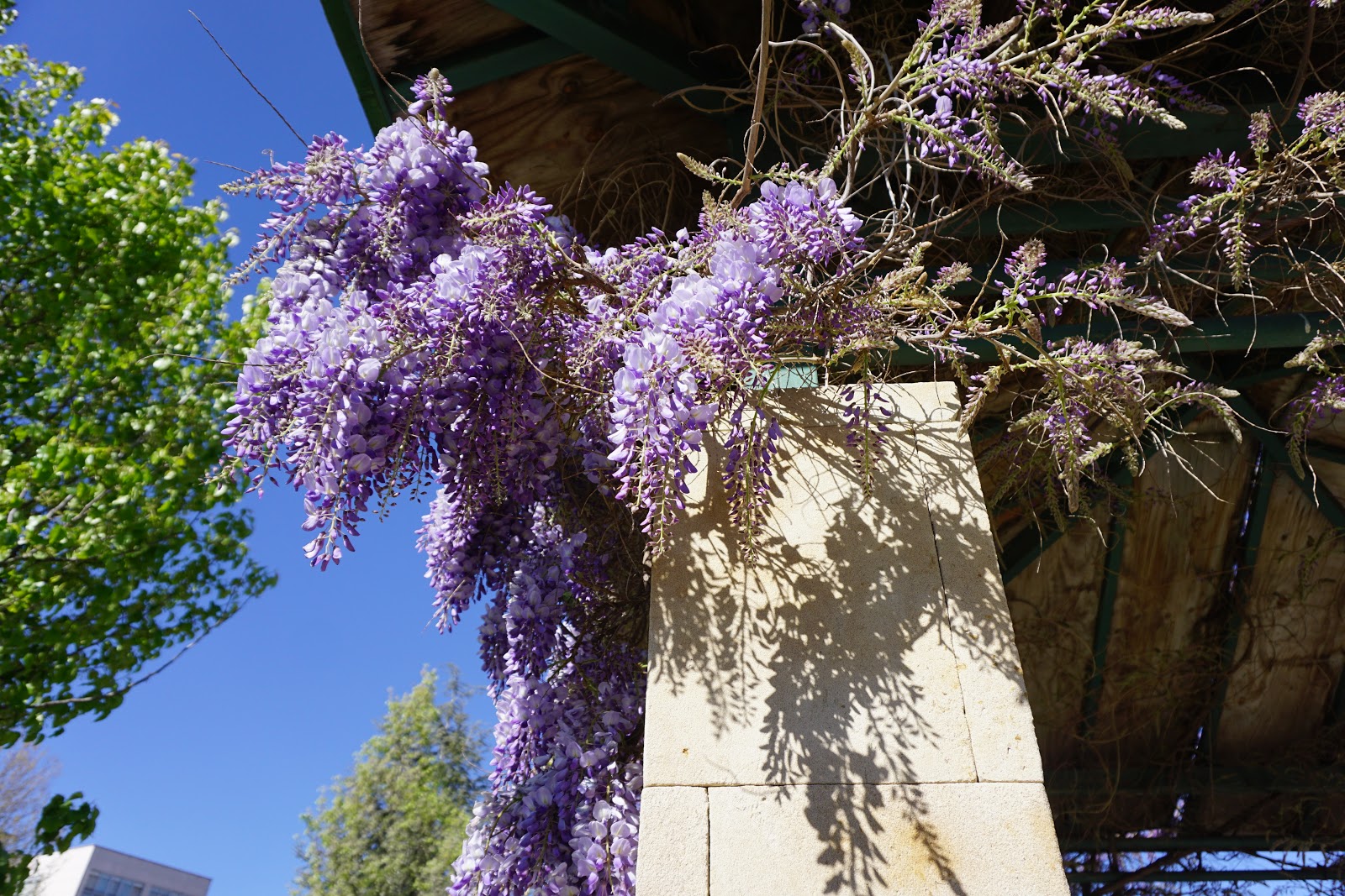 Plantas de Huerta Otea, Salamanca: Glicinia japonesa (Wisteria floribunda)