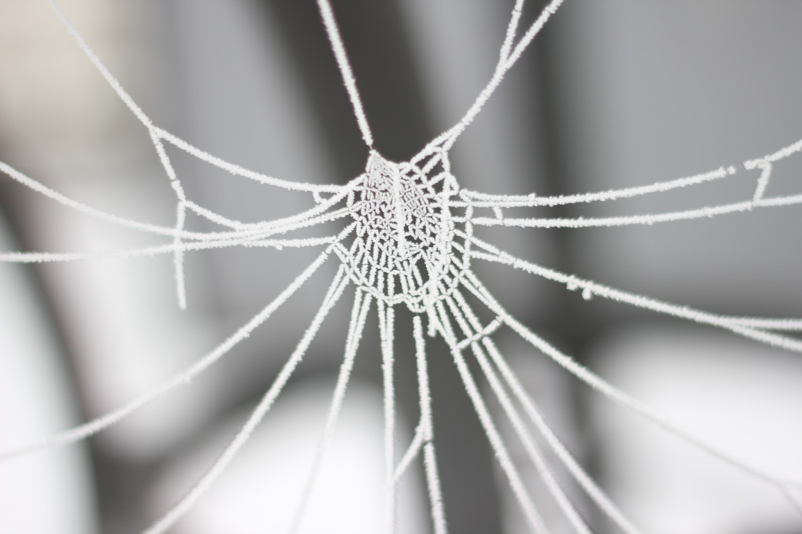 Hjemveien: GLED DERE ALLTID...