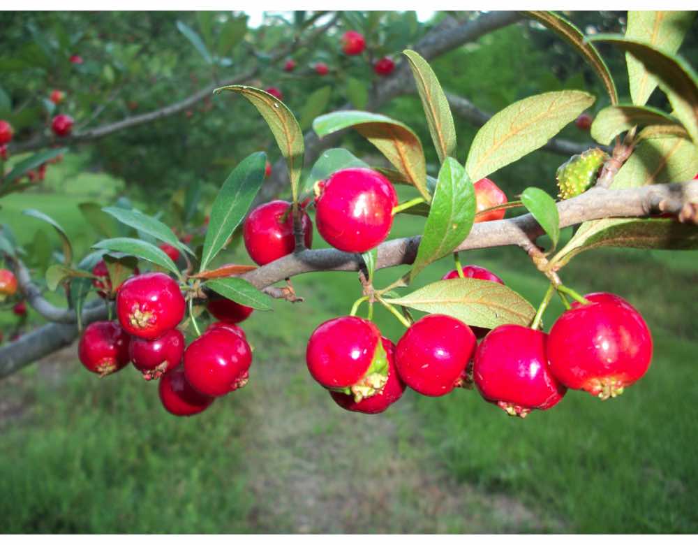 Visits With Mary: Mayhaw Jelly