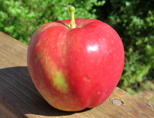 Williams (William's Favorite) * - Adam's Apples