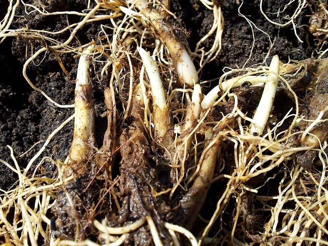 Feel Good About Eating Ramps: Grow Your Own | Frau Zinnie