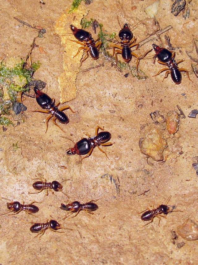 Photos and Info on Ants and Termites of Malaysia: Macrotermes Carbonarius