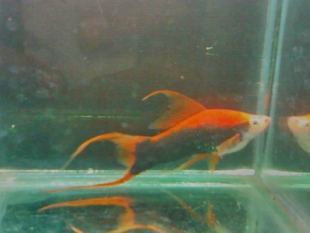 PLATY FISH: Keeping Your Platy Healthy With Proper Care