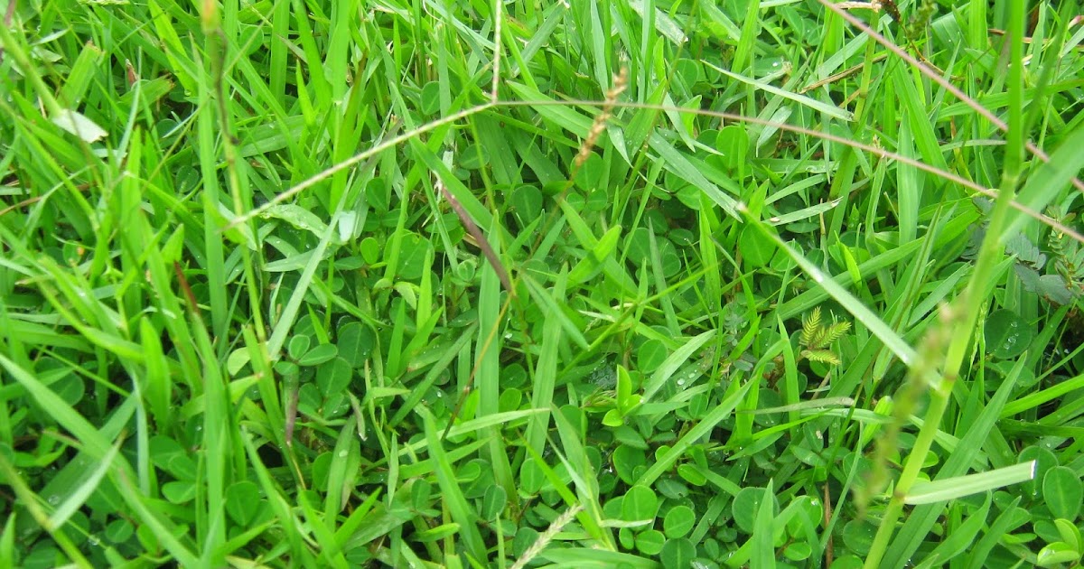 Garden Guy Hawaii: Controlling Broadleaf Weeds in Grass