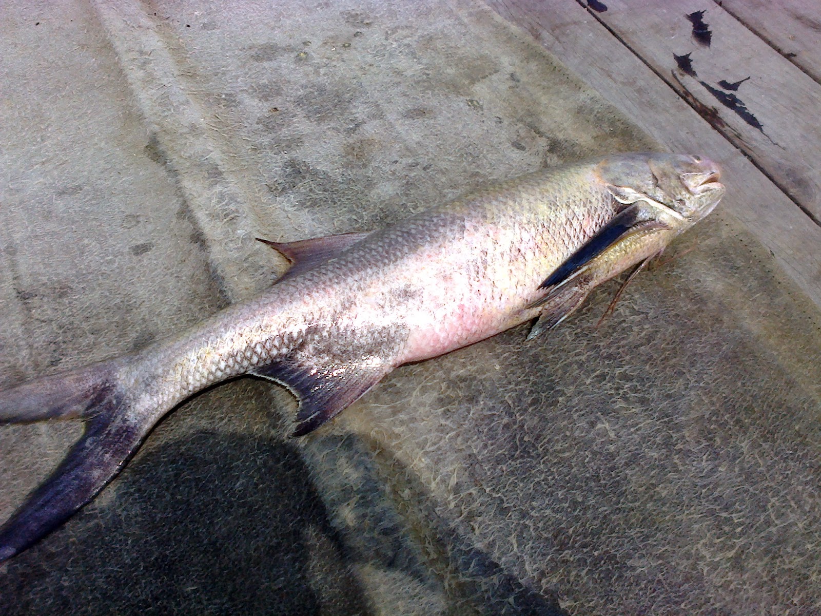 Ikan Kurau Dalchaebi