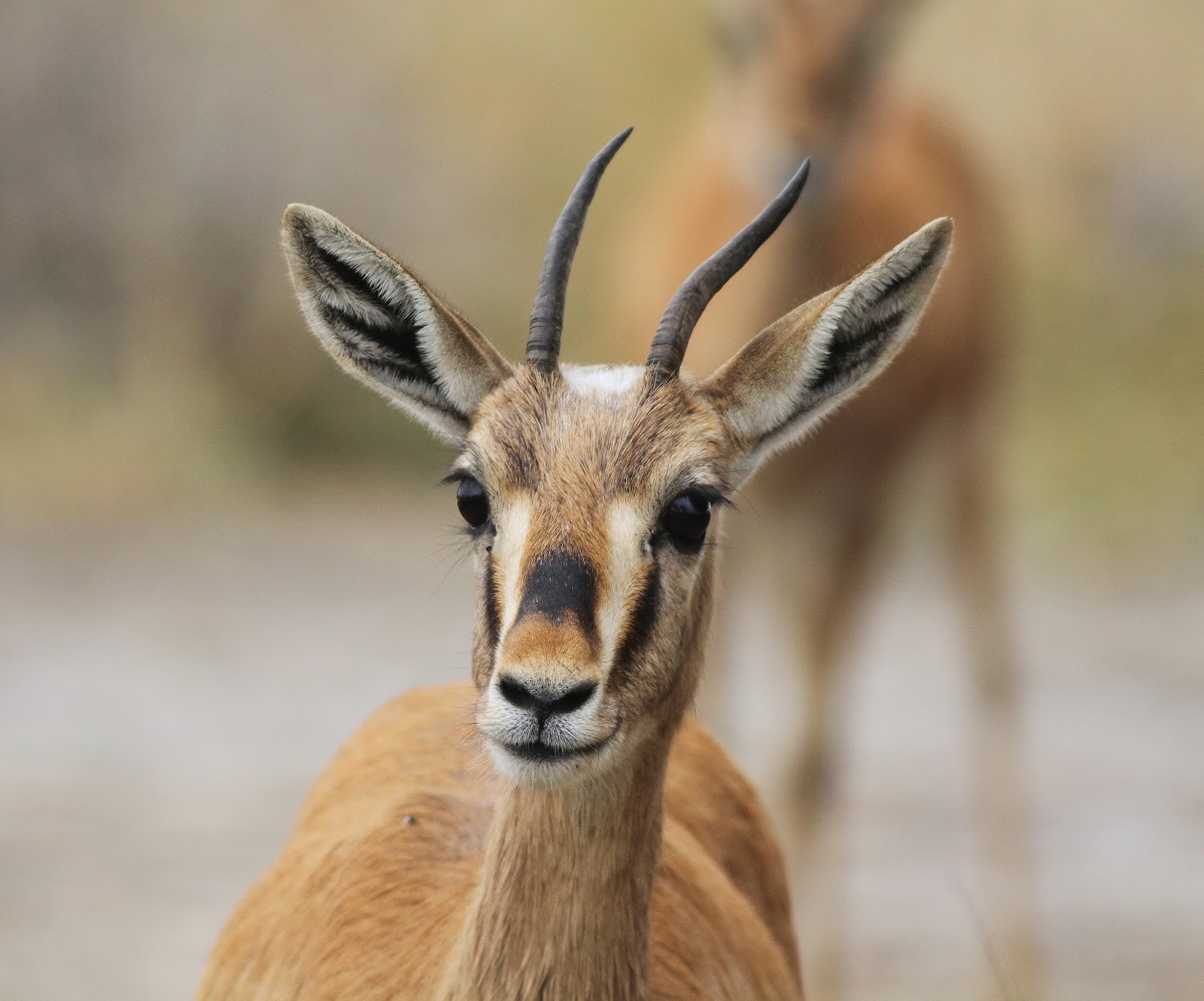 Birding Poole Harbour & Beyond: 24 Jan 14 - Antelopes & A Long Wished ...