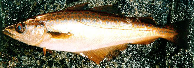 cultura / ... diccionario alcarreño: Abadejo