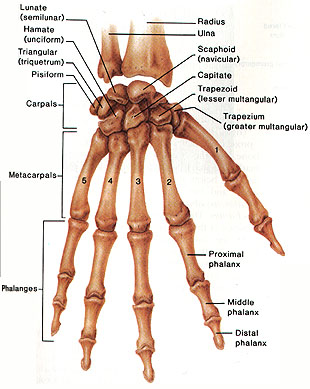 Najlaa 'Aqilah: Metatarsal Vs Metacarpal