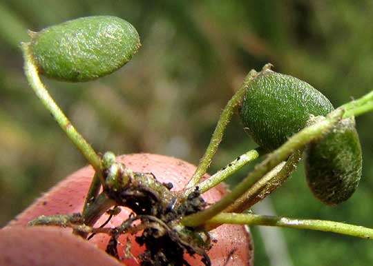 Notes On Marsilea Systematic Position Morphology Gametophyte And Life Cycle Notes On Marsilea Systematic Position Morphology Gametophyte And Life Cycle