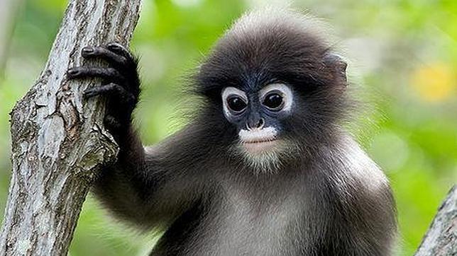 ANIMALEs EN LAs SOMBRAs.: Los 14 monos más raros del mundo.