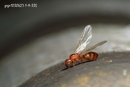 懸巢舉尾家蟻 Crematogaster rogenhoferi - 螞蟻軍團 ANTS SQUAD