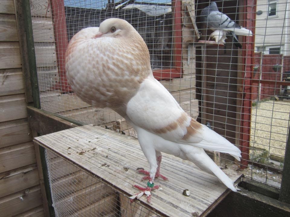 Fancy Pigeon Breeds: May 2014