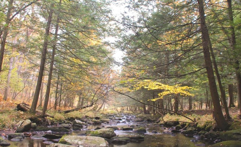 Stokes State Forest - Stokes Forest