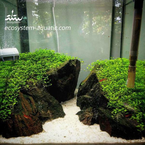 Ecosystem Aquatic: Gallery