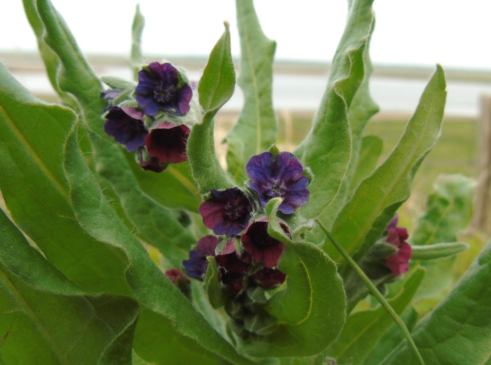 Exoten in Nederland: Blauwe hondstong