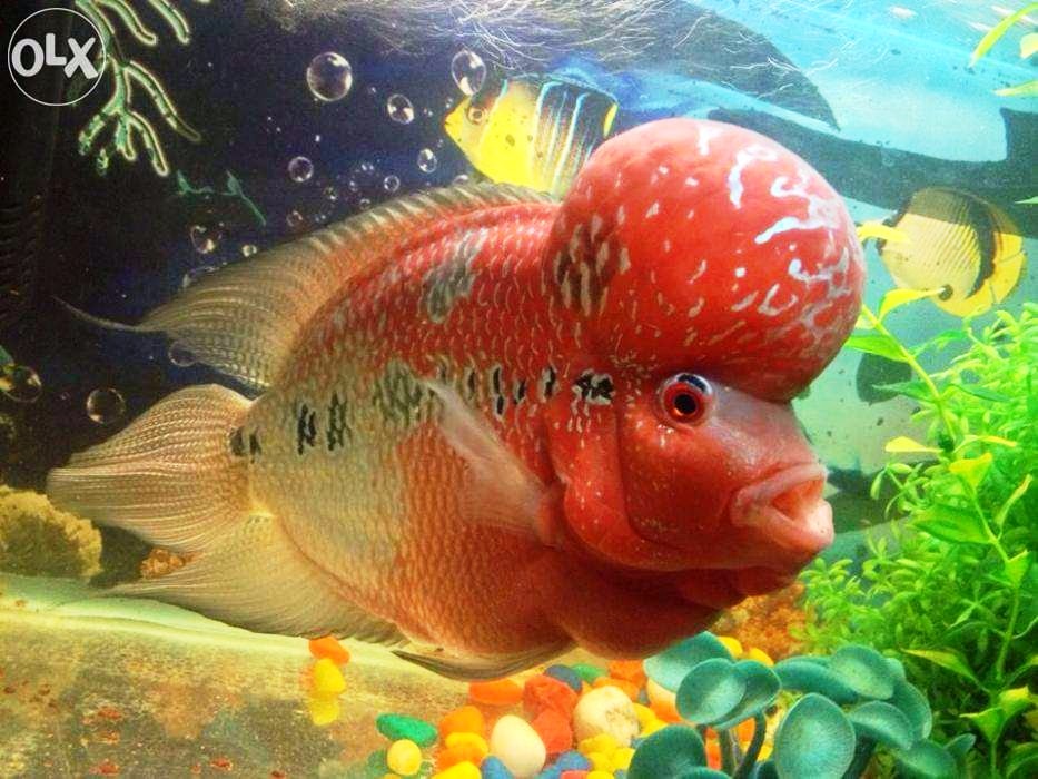 FLOWERHORN FISH photos - wallpapers (ανανεωμένο) | the fun bank