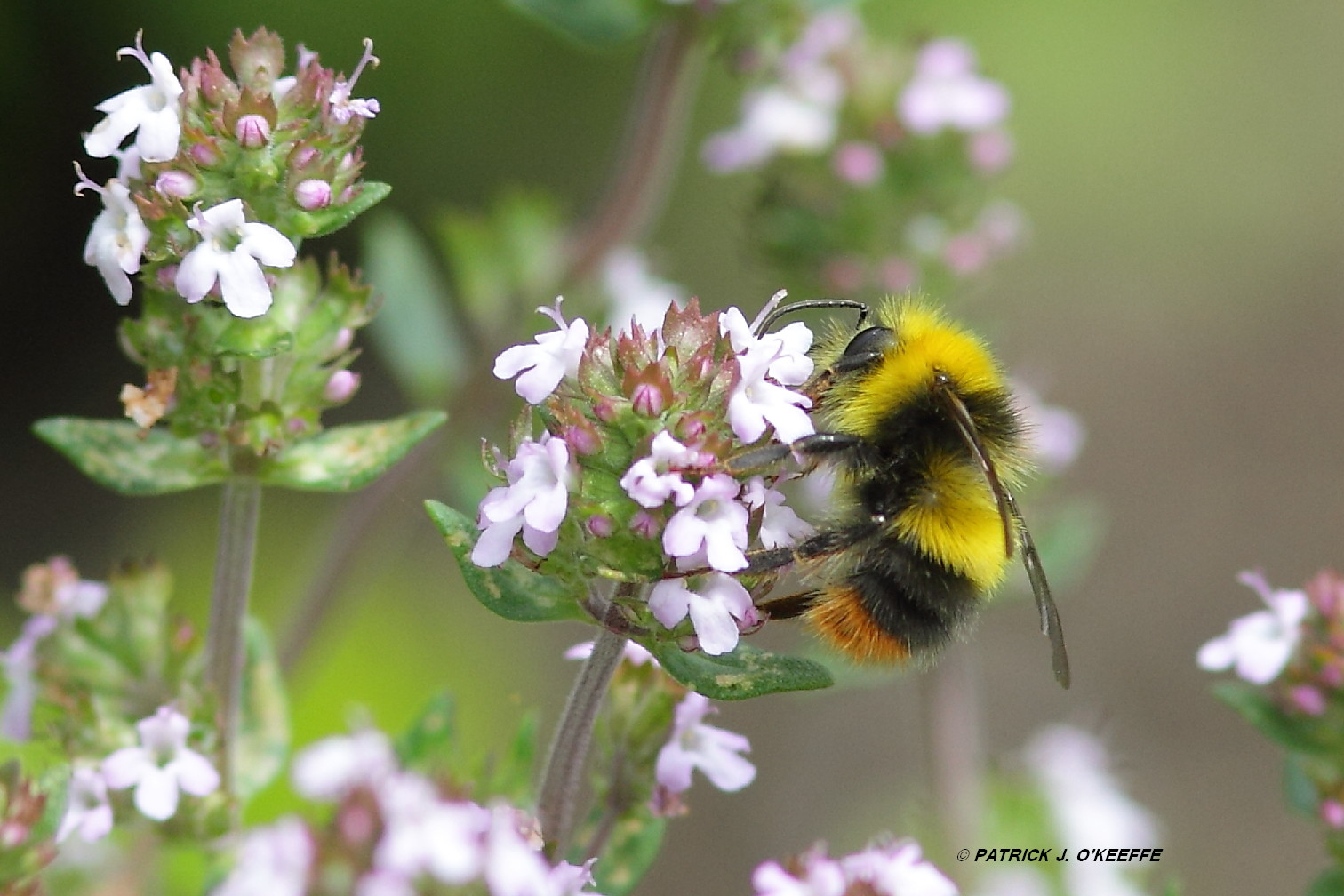 Raw Birds: EARLY BUMBLEBEE(Bombus pratorum) National Botanic Gardens ...