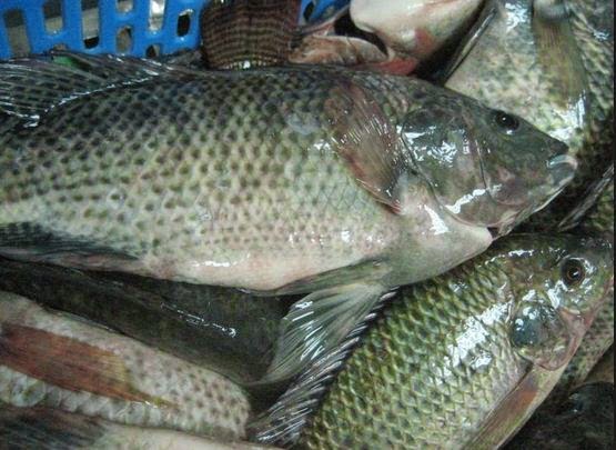 Mwanza | Tanzania | City Gallery | Page 29 | SkyscraperCity Forum