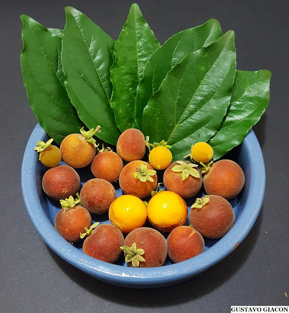 Viveiro Ciprest - Plantas Nativas e Exóticas: Dovialis Doce ou Sem ...