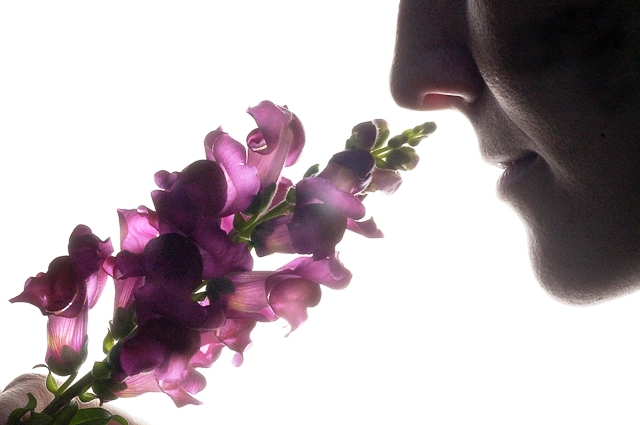 Glass Petal Smoke: National Sense of Smell Day: A Time to Reflect