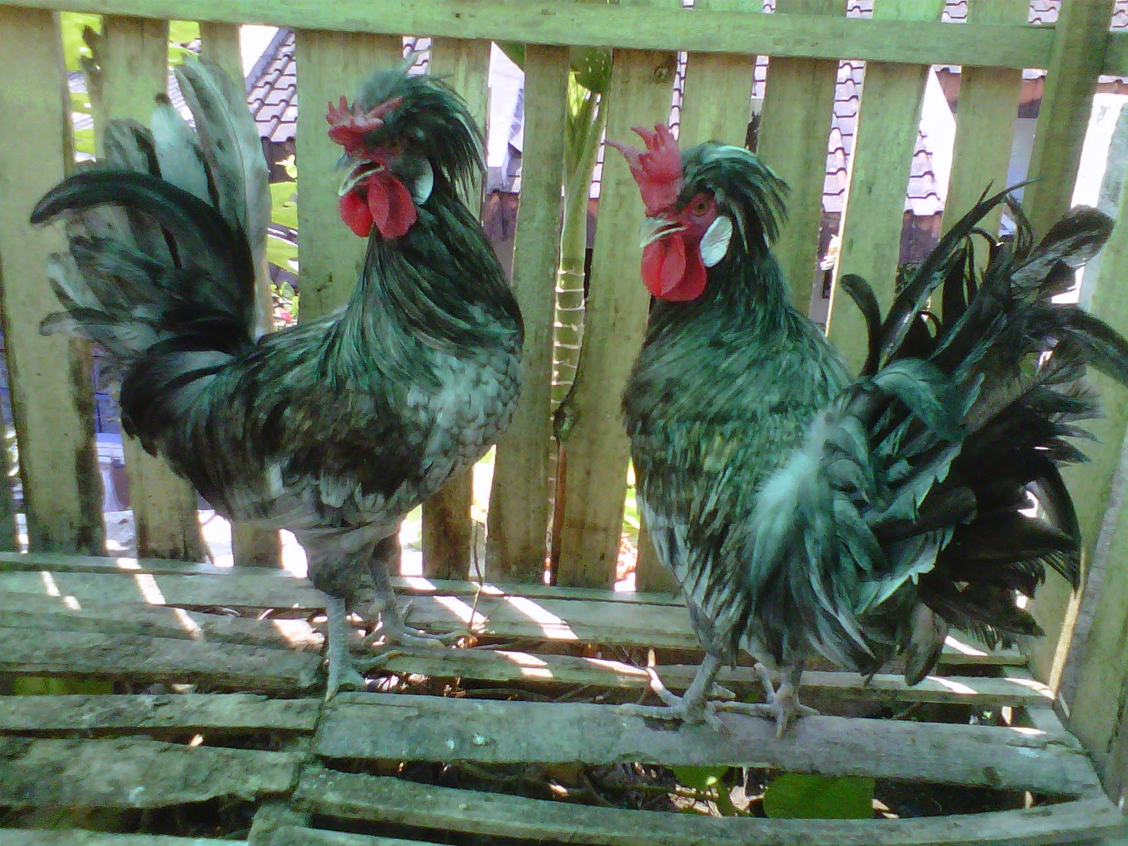 Mahasvin Farm: Ayam Hias Mahasvin