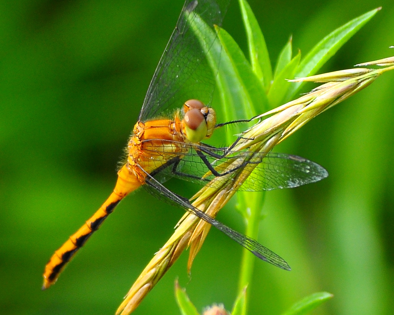 Manda Animali: Libellula Rosa, Viola, Rossa e Dorata!!