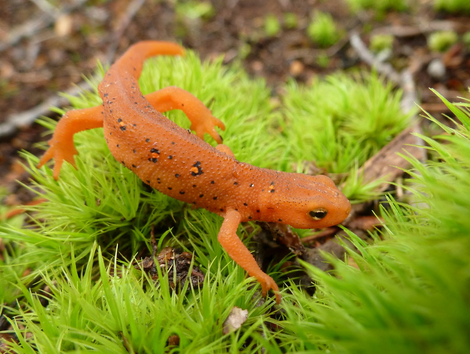 newt - définition - What is