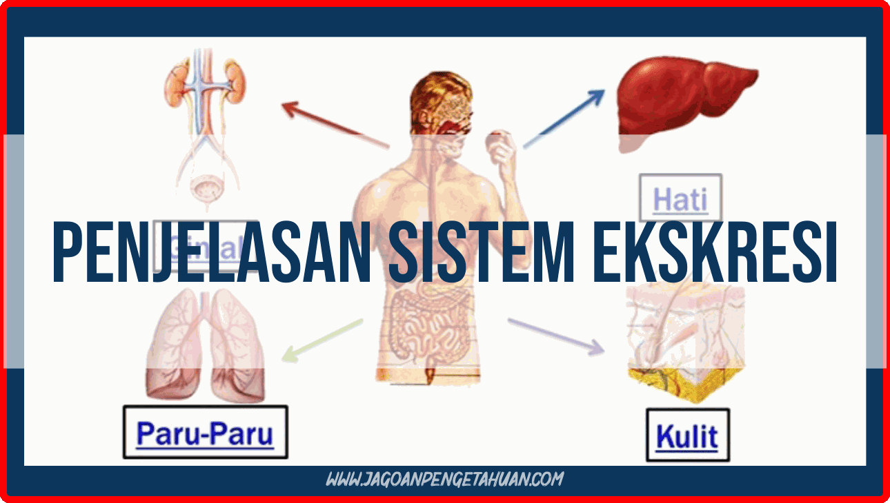 Pengertian Sistem Ekskresi Adalah | Penjelasan, Sistem Ekskresi dan ...