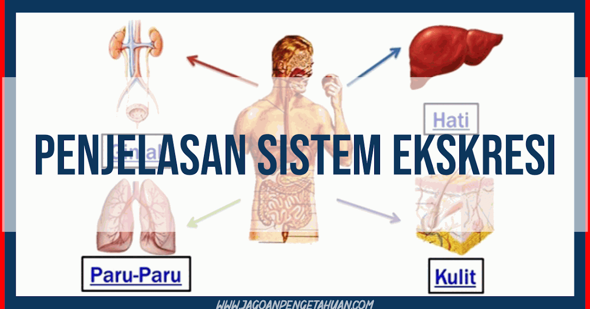 Pengertian Sistem Ekskresi Adalah | Penjelasan, Sistem Ekskresi dan ...