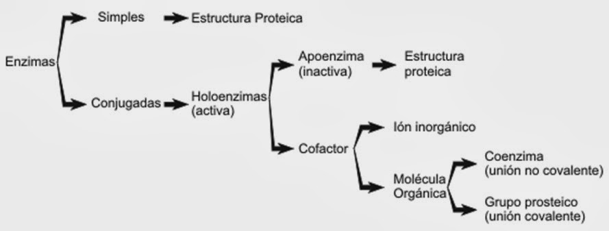 Enzimas (II).Cofactores, coenzimas y vitaminas | Apuntes de Bioquímica