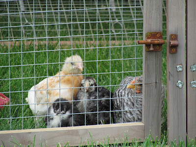 The Adams' Family Farm