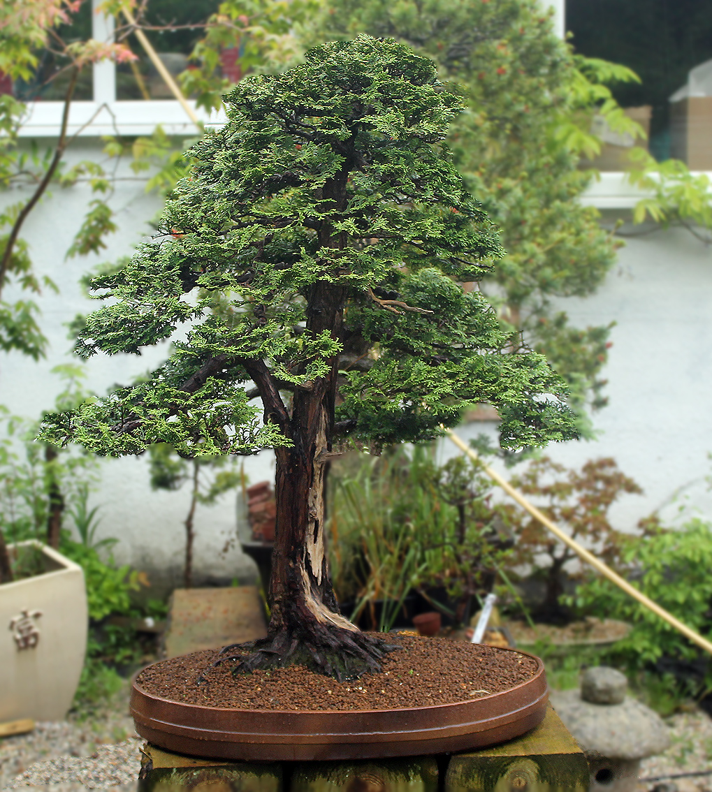 Little Cornish Trees: a day in the life...............