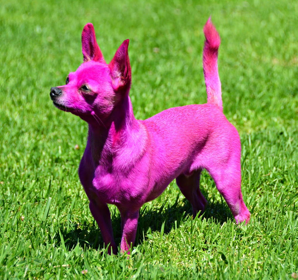 Is Manic Panic Safe For Dogs