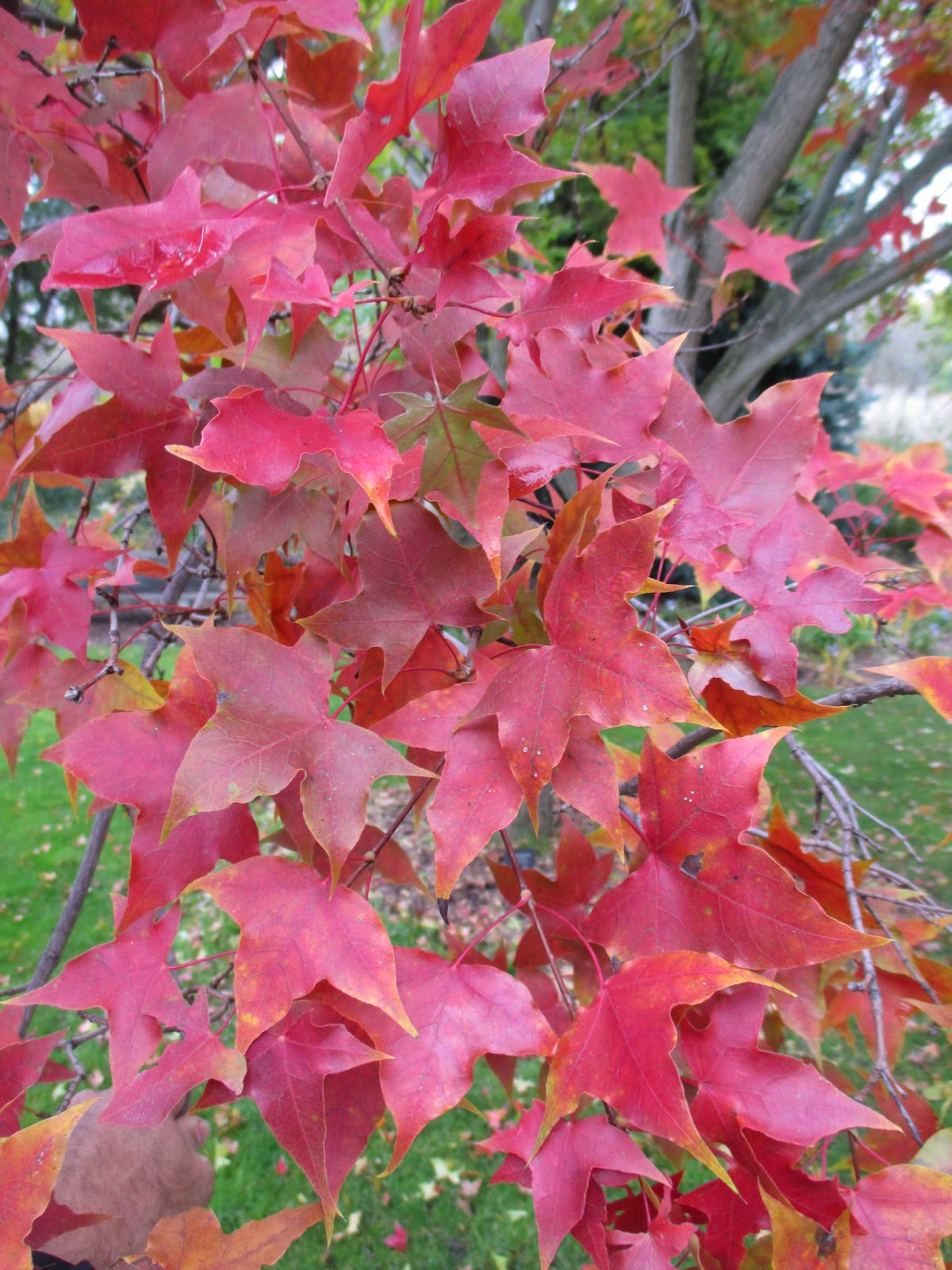 Rotary Botanical Gardens - Hort Blog: Fall Color Is Dynamite