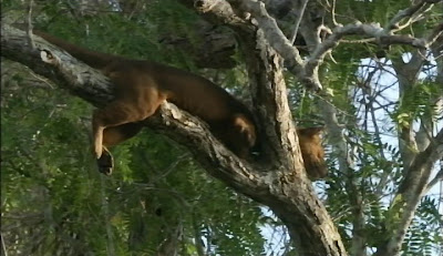 Madagascar - Land like no other: Madagascar's Top Predator - Fossa ...
