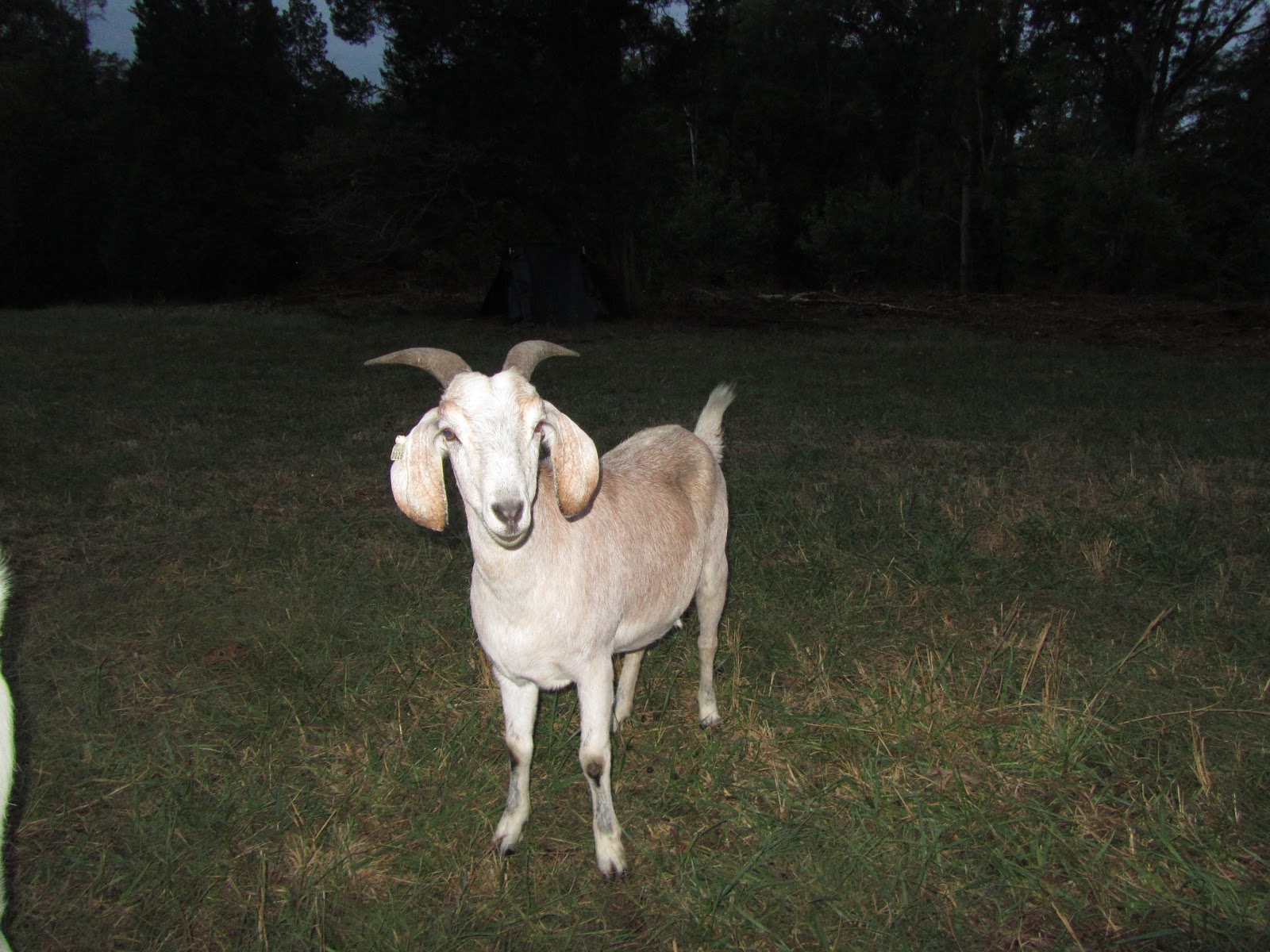 Farm & Family: And then there were goats....