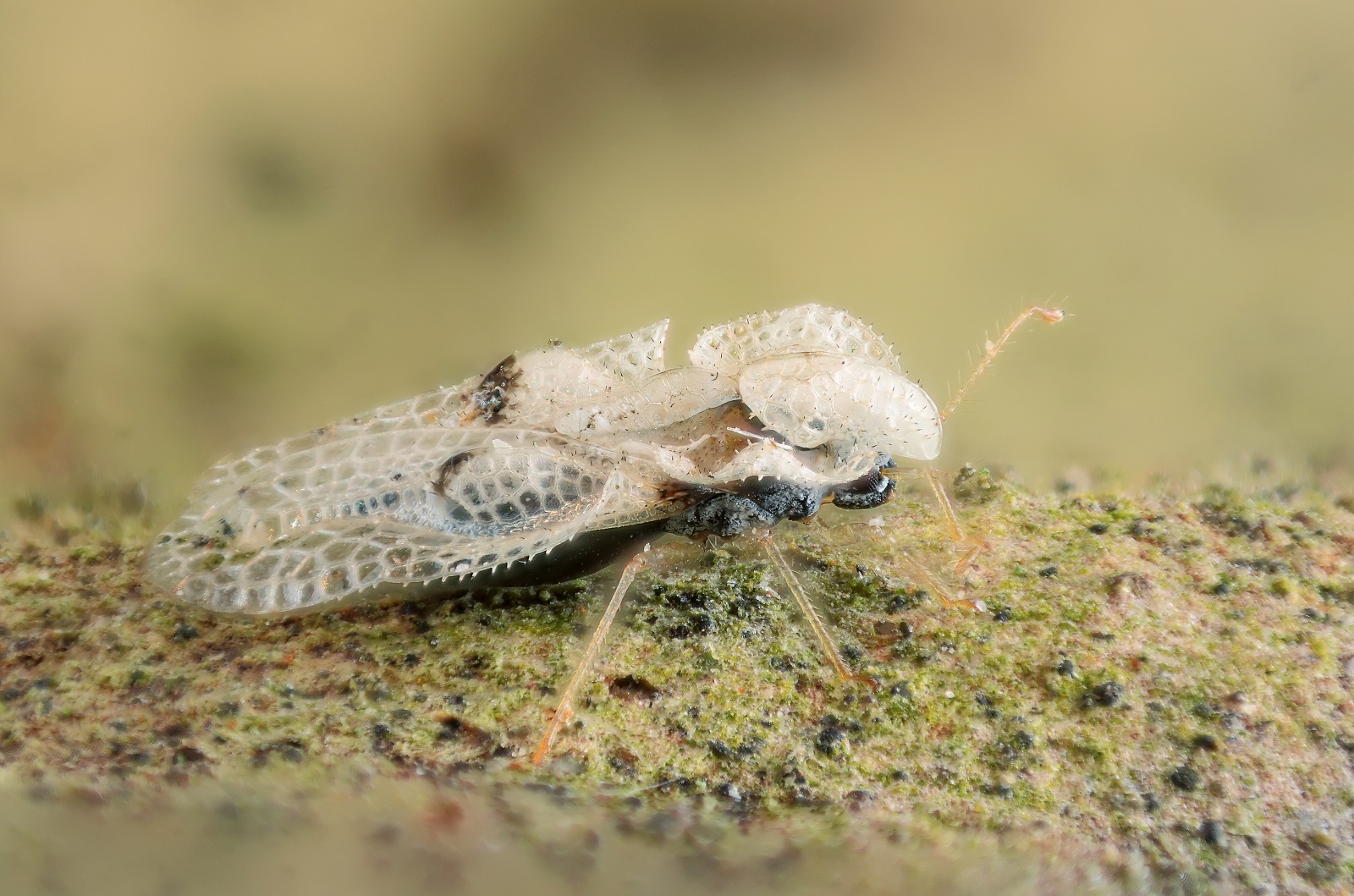 Real Monstrosities: Lace Bug