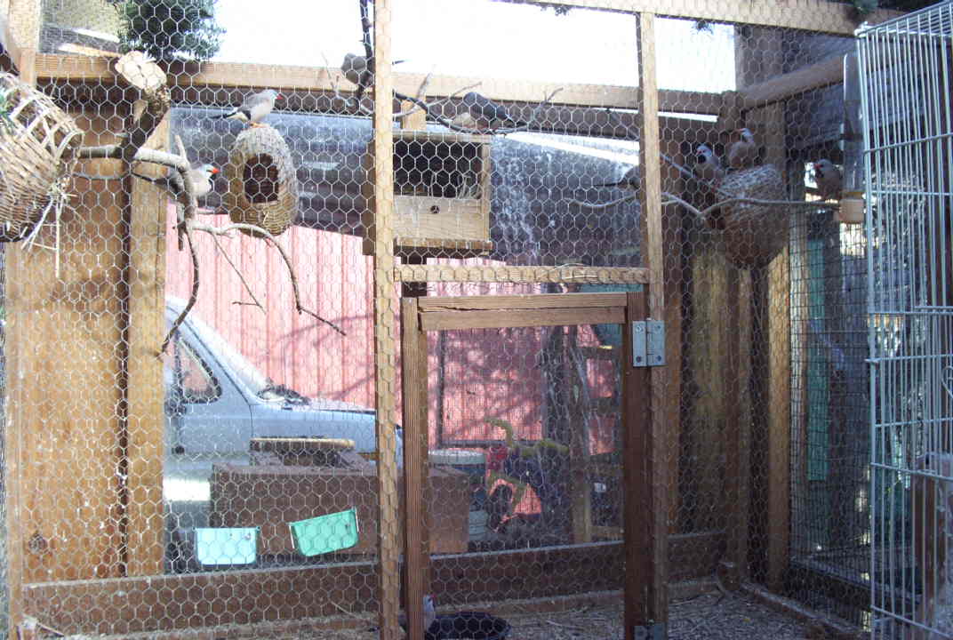 The Splendid Bourke Bird Blog: Bird Aviaries, Outdoor and Indoor