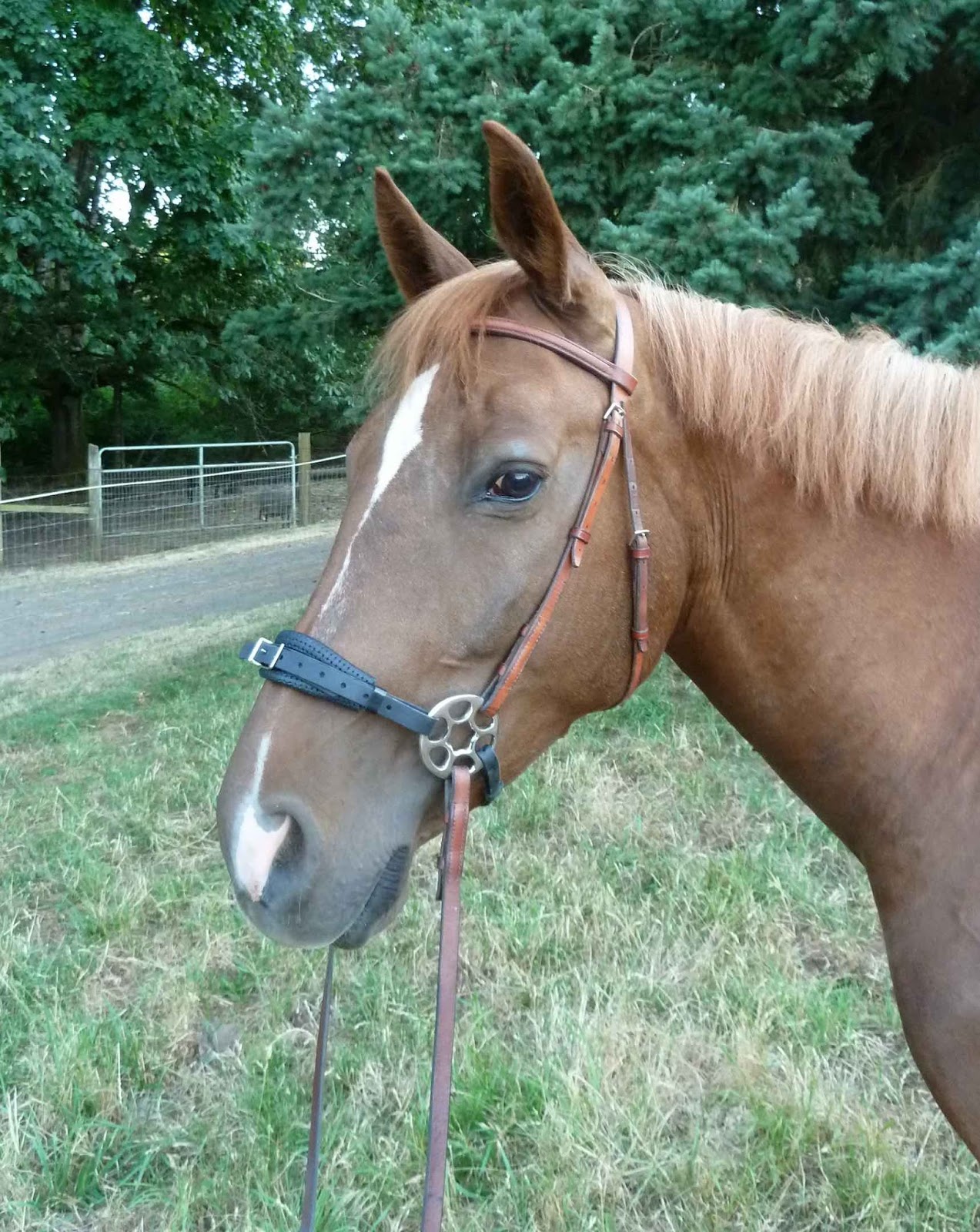 Dances With Horses: Lance's new hackamore